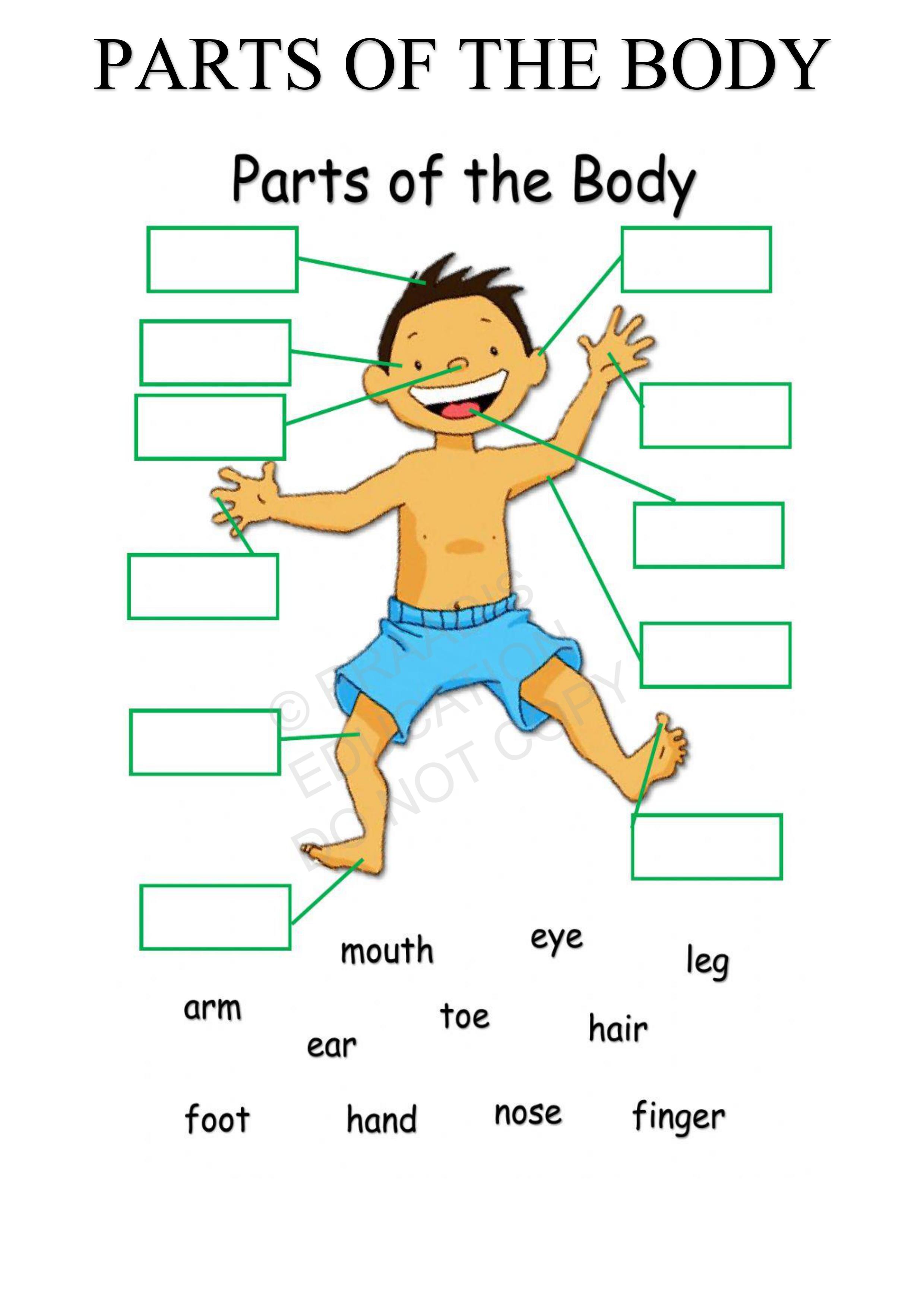 Body Parts Online Exercise For Ukg Our Bodies Kindergarten Worksheets 